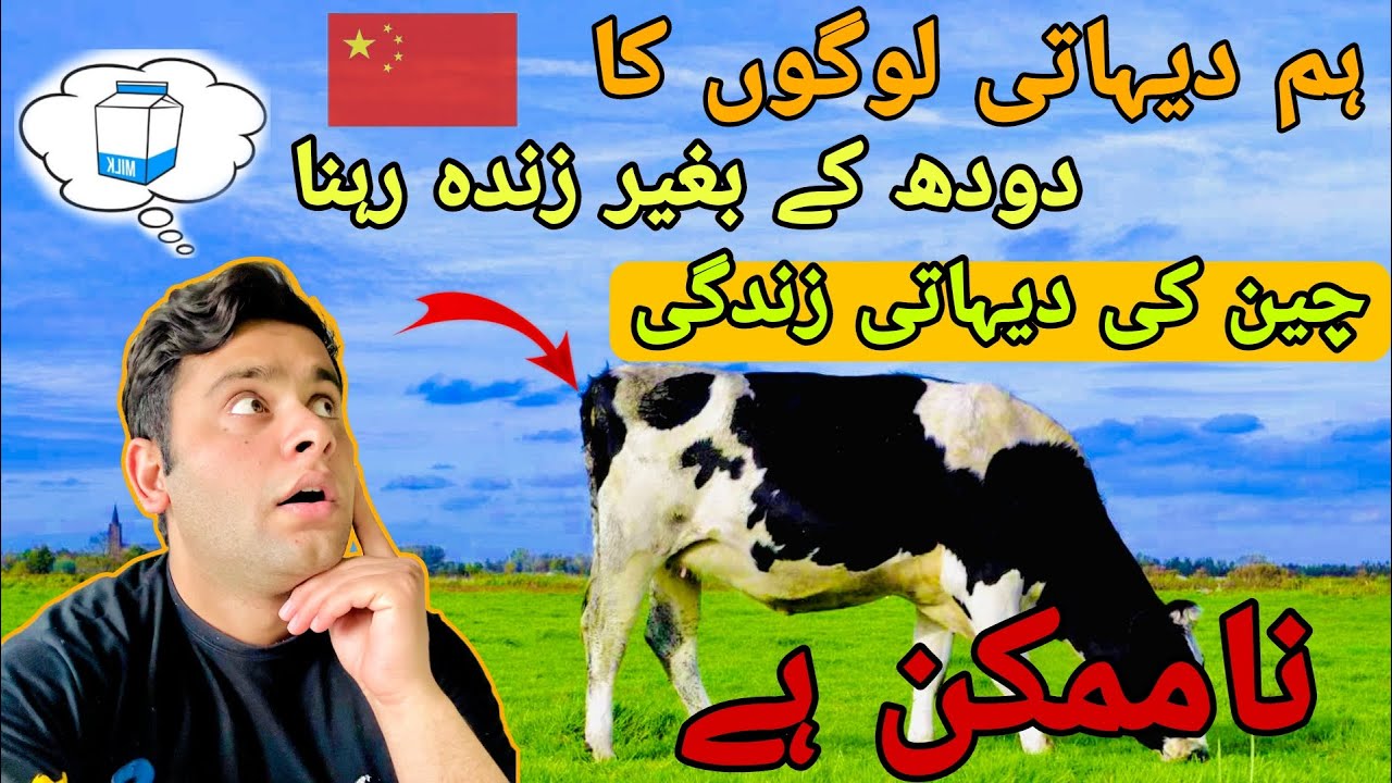Exploring Beijing's Villages: Searching for Fresh Buffalo Milk as a Pakistani International ...
