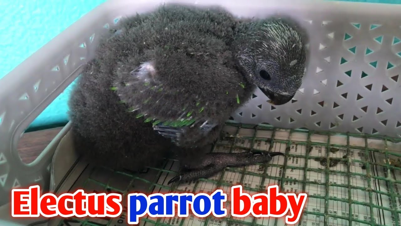 electus baby parrot in Durgapur birds farm // new collection of exoitic ...