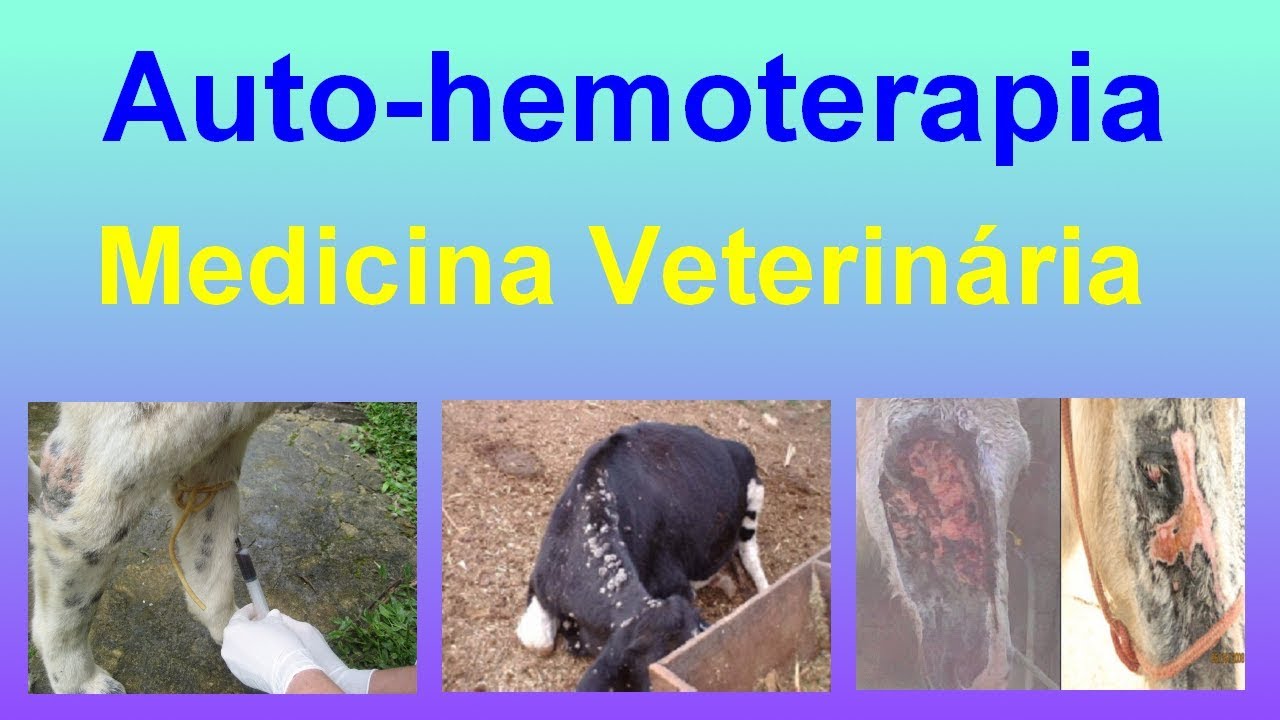 CASOS DE SUCESSO DA AUTO-HEMOTERAPIA NA MEDICINA VETERINÁRIA - YouTube