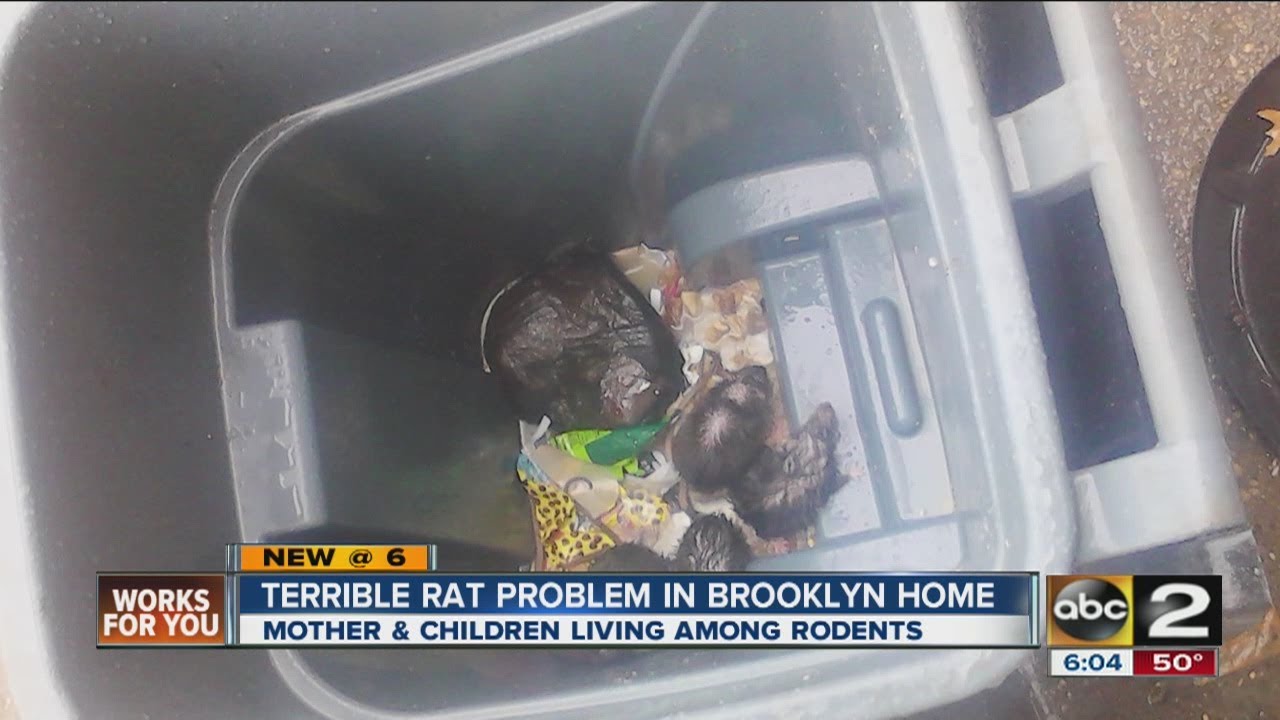 Rat problem in Brooklyn home - YouTube