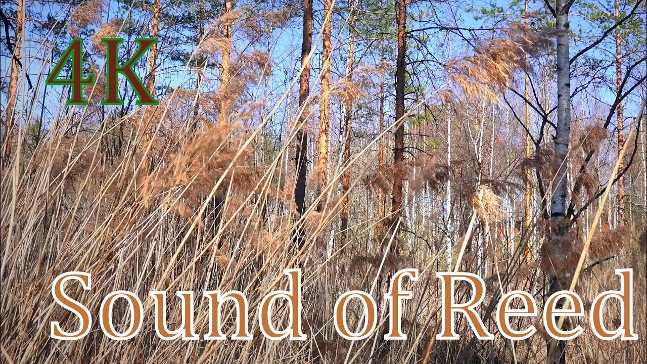 Sound of Reed swaying in the spring wind -- 1Hour NO LOOP - YouTube