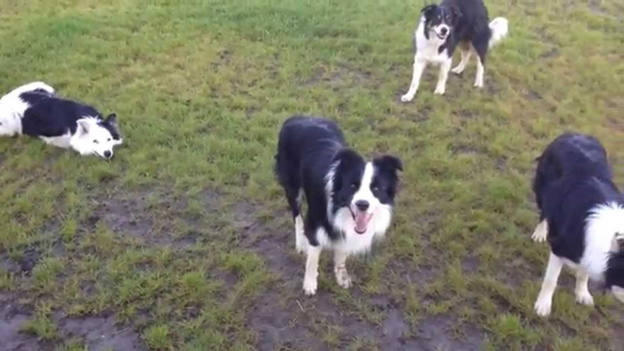 Border Collies Fetching by Name - YouTube