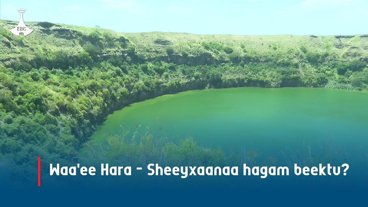 Waa'ee Hara - Sheeyxaanaa hagam beektu? etv |Ebc |Etv Afaan Oromoo ...