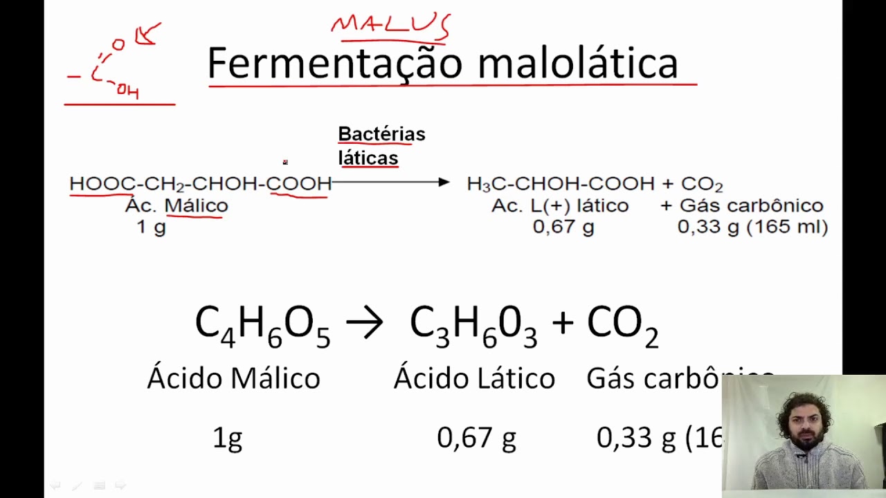Fermentações em Enologia - Parte 2: Fermentação Malolática - YouTube Fermentações em Enologia - Parte 2: Fermentação Malolática - YouTube