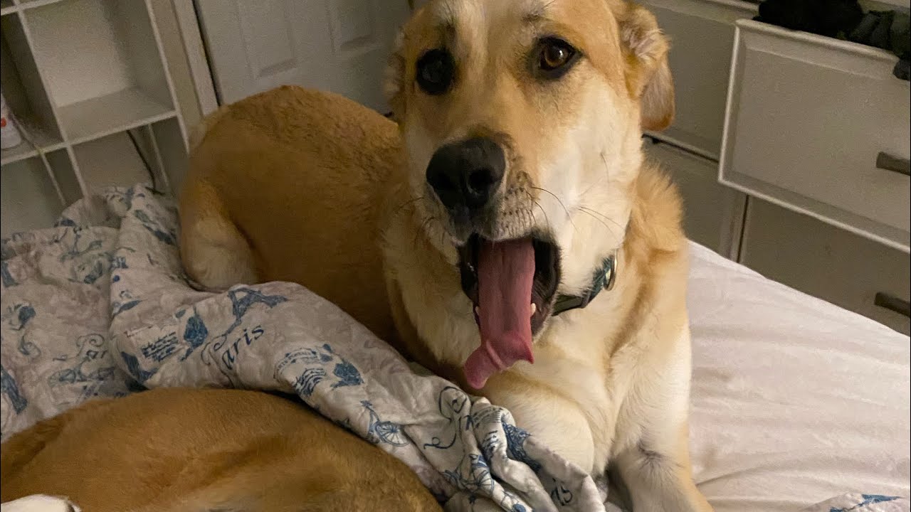 More Conversations with Chase the Chatterbox. This funny dog took care ...