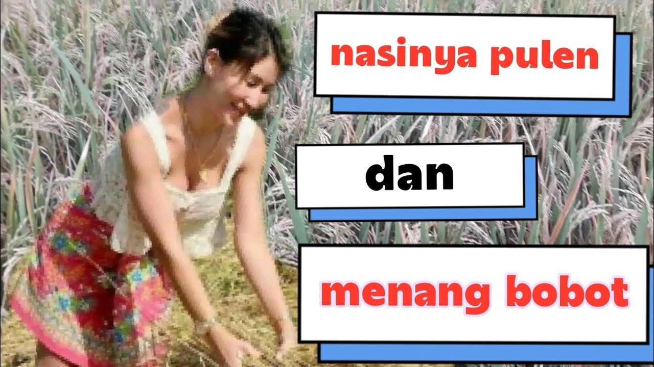JENIS PADI INI BOBOTNYA MANTAP NASINYA PULEN - YouTube