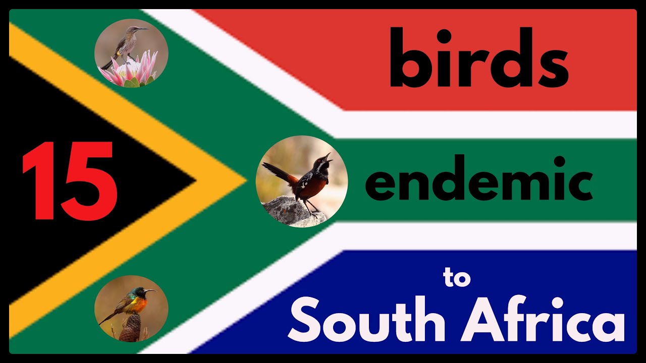 15 birds endemic to South Africa - YouTube