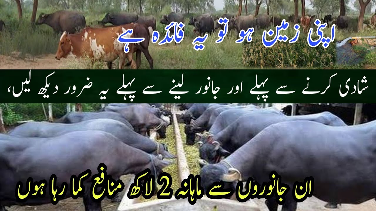 Village Buffalo Dairy Farm | 70 Buffaloes And Cows Free Range Dairy ...