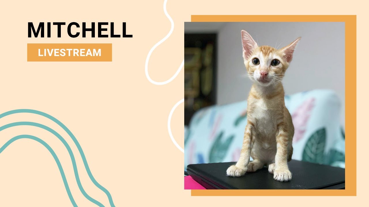Cat Livestream: Mitchell - YouTube
