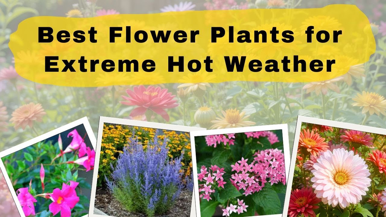 25 Best Flower Plants for Extreme Hot Weather! - YouTube