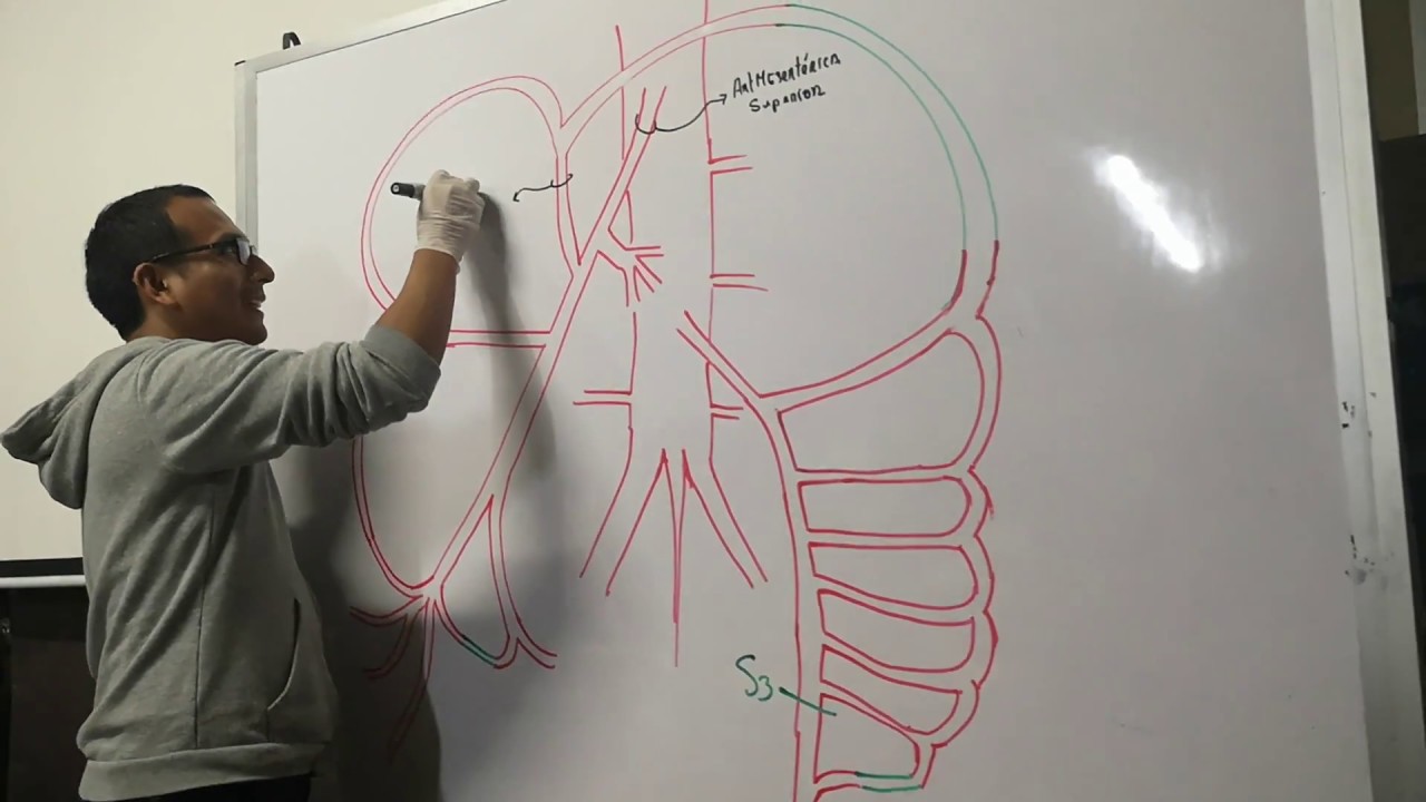 DIBUJO VASCULARIZACION DEL MARCO COLONICO 2019 - YouTube