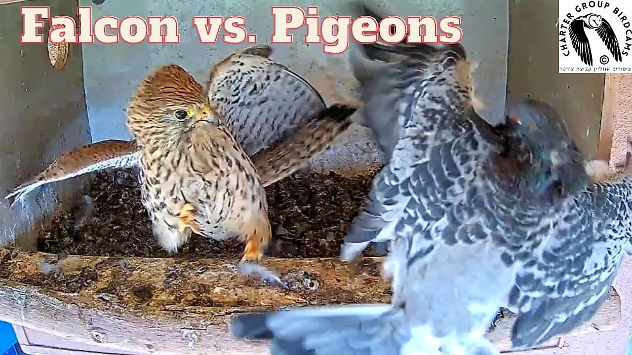 Kestrel attacks pigeon and kicks them out of her nest box - YouTube