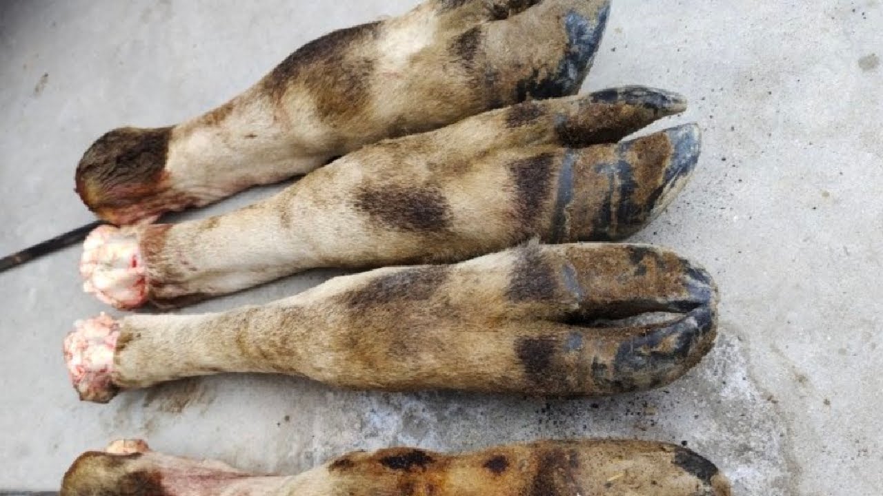 Winter special Beef paya recipe with all steps from cutting to cooking ...