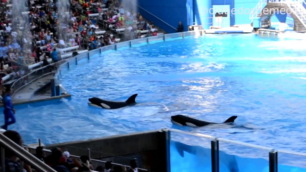 SHAMU SHOW at SEAWORLD ORLANDO - FLÓRIDA 2013 - YouTube