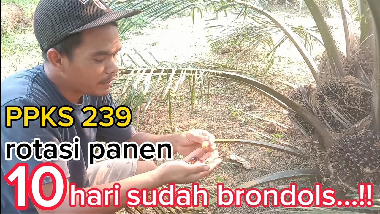 PPKS 239,rotasi panen 10 hari sudah banyak yang brondols - YouTube