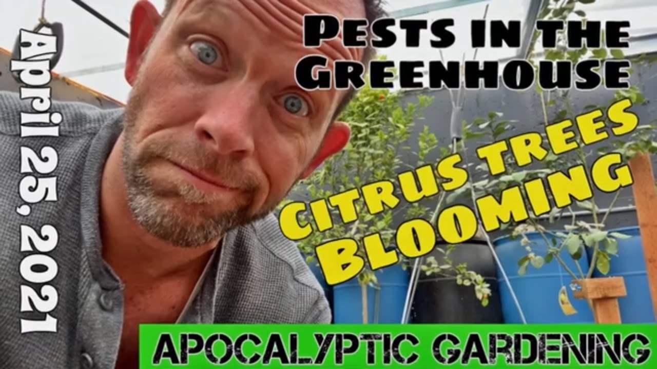 Bugs Attacking my Greenhouse! Citrus Trees Blooming in my Underground ...