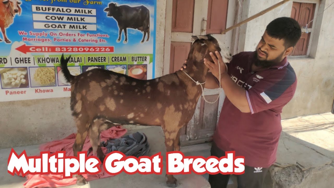 multiple breeds goat's in musheerabad at Kashif 🐐 farm | vilayati ...