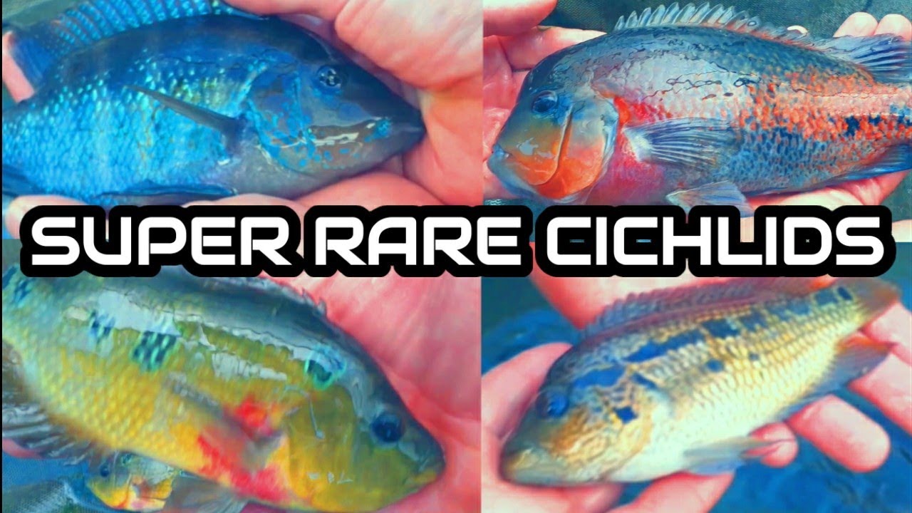 SUPER RARE CENTRAL AMERICAN FISH FARM TOUR OF MAX CICHLIDS FACILITY ...