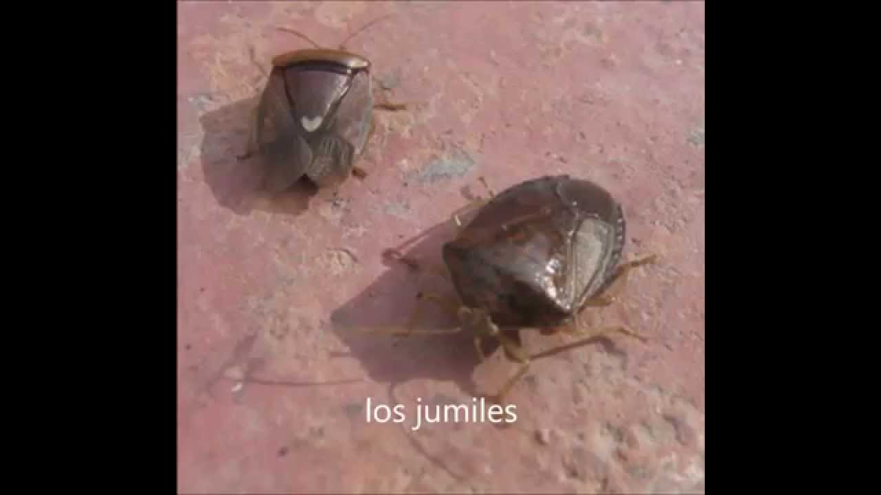 los jumiles - YouTube