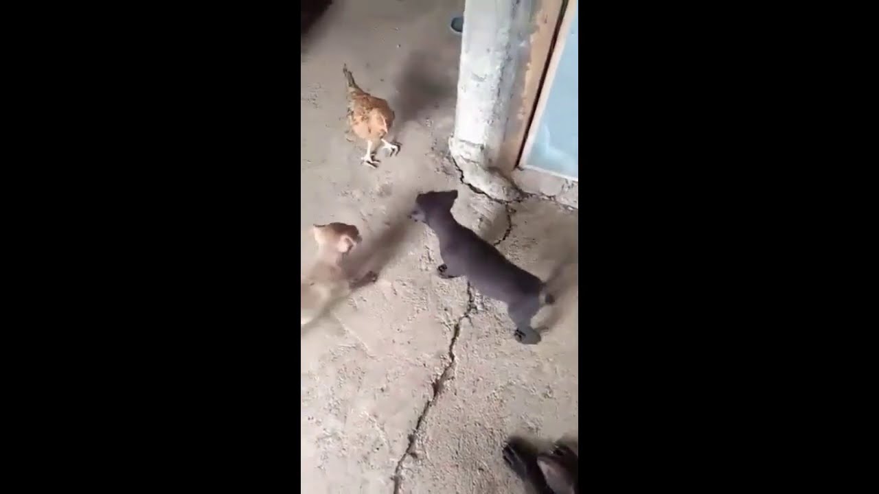 Animal Conspiracy - YouTube