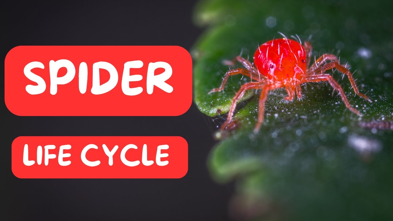 The Life Cycle of a SPIDER Preschool Song for Kids | Fun & Educational ...