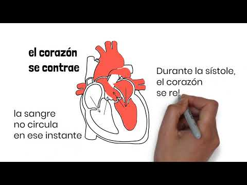 Cómo funciona el corazón