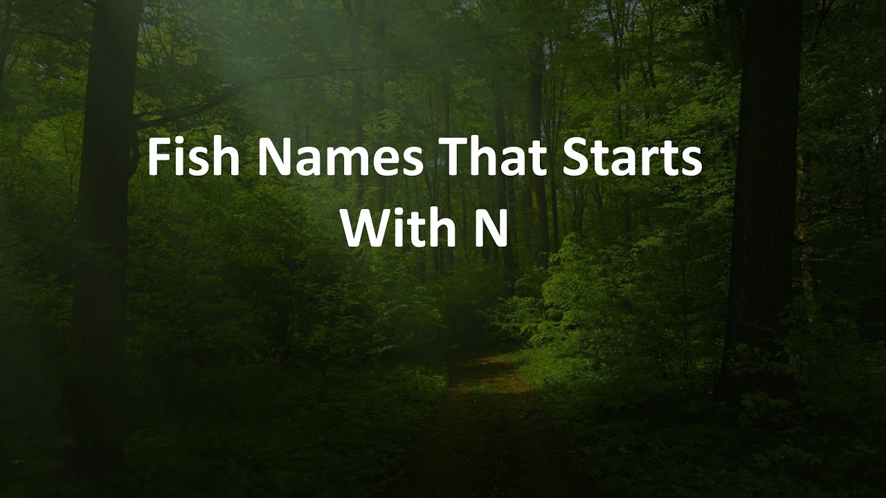 Fish Names That Starts With N - YouTube