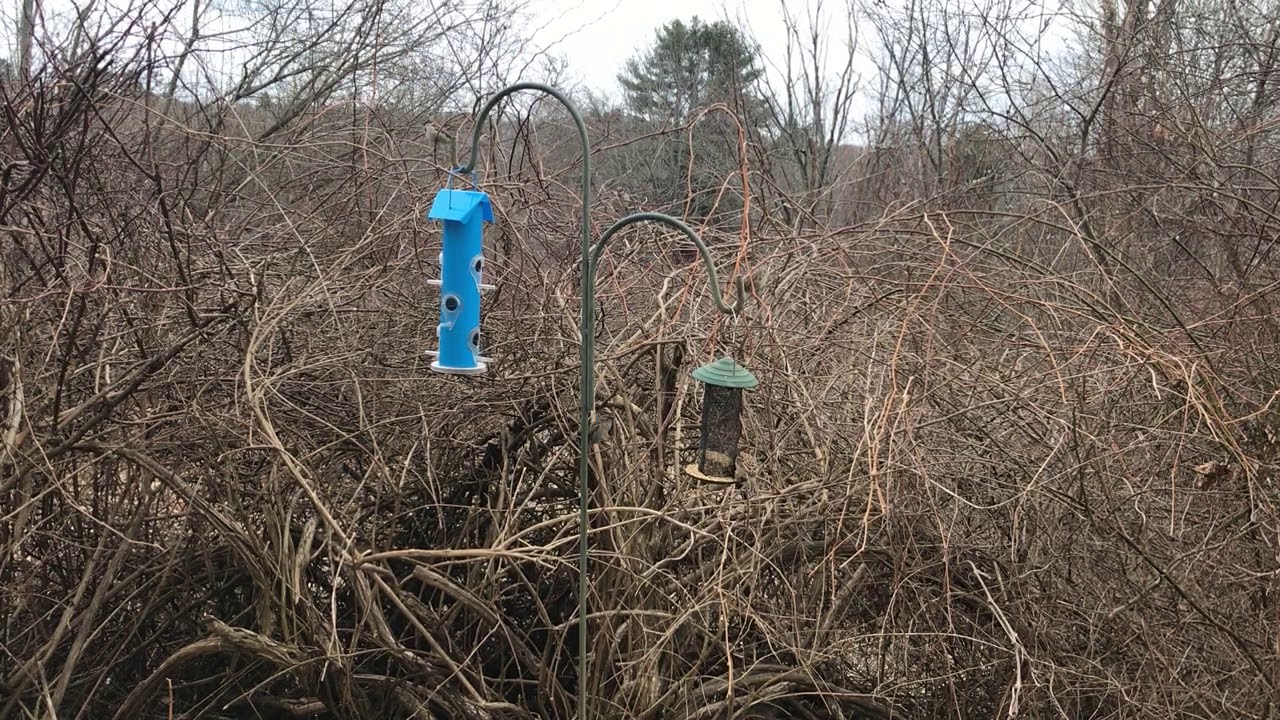 Bird Live Stream - YouTube