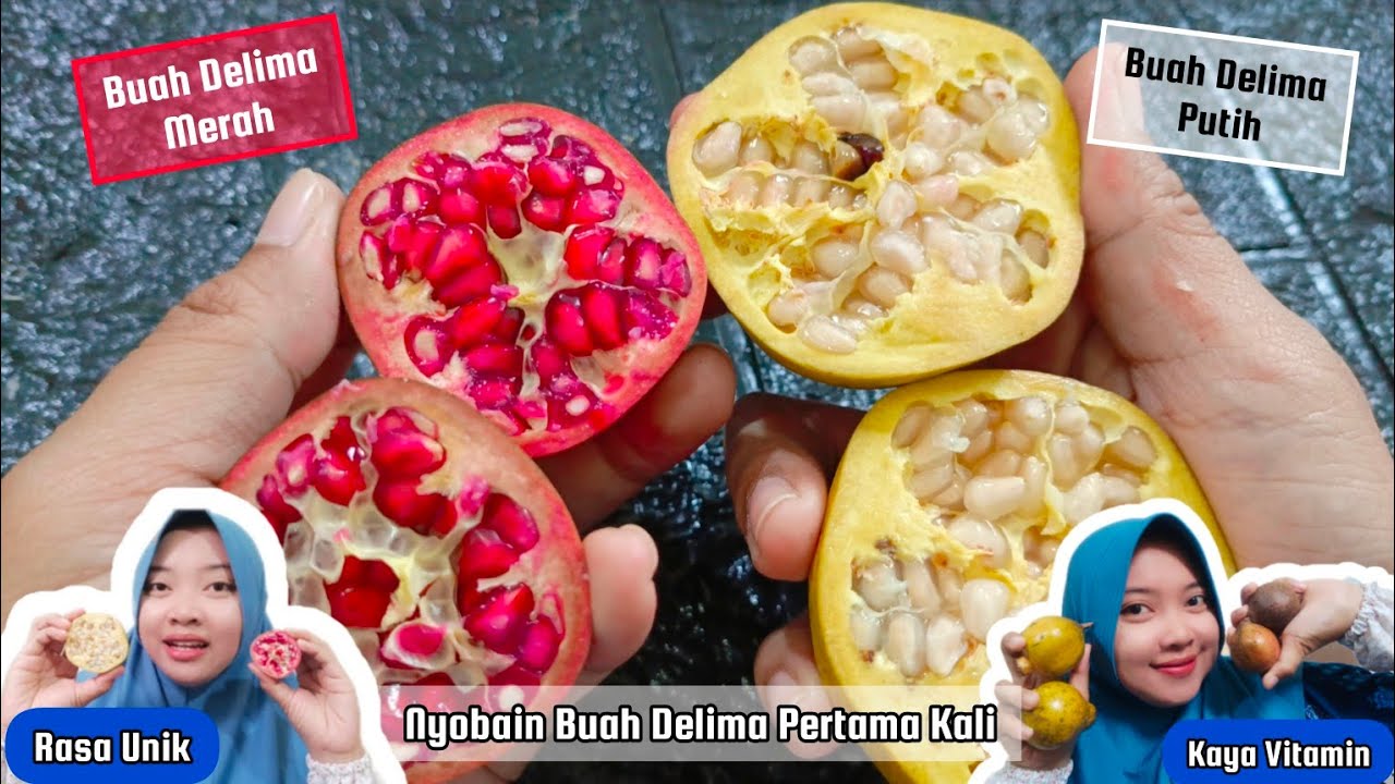 BUAH DELIMA MERAH DAN PUTIH INI BEDANYA - YouTube