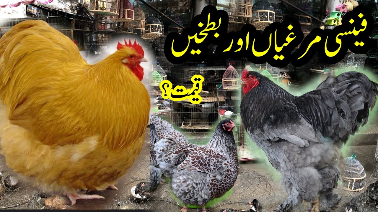 Fancy Hens prices in Pakistan | Talking parrot chicks | College Road ...