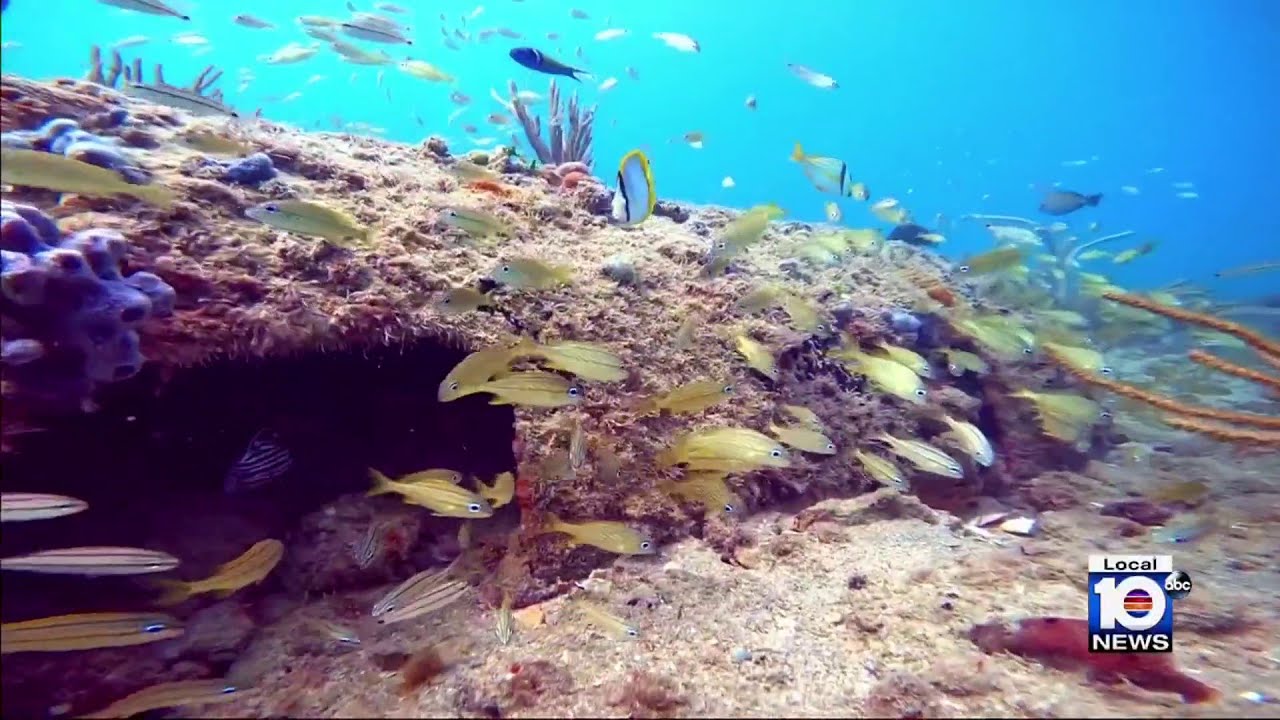 Once hidden coral reef in South Beach inspires push for marine park ...