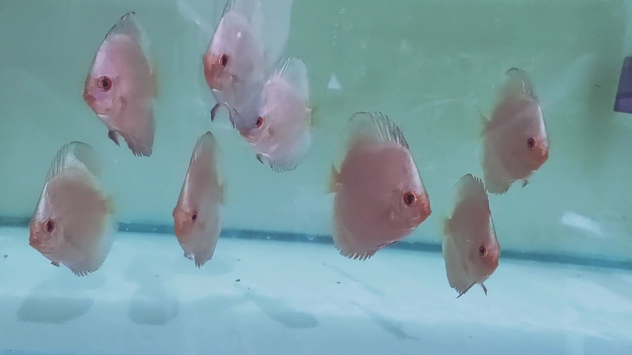 Blue Diamond discus fish babies 6 months old - YouTube