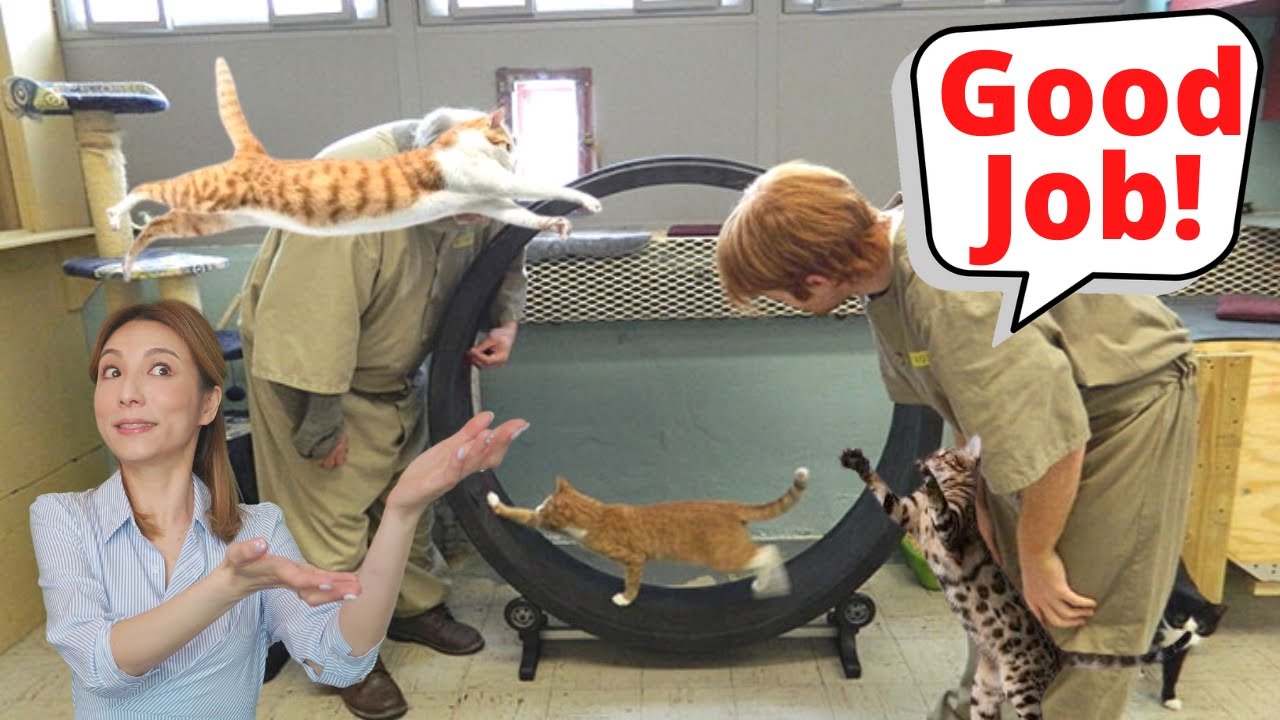 Behind Bars to Blissful Homes: Non-Clicker Non-Training + Cat Prison ...