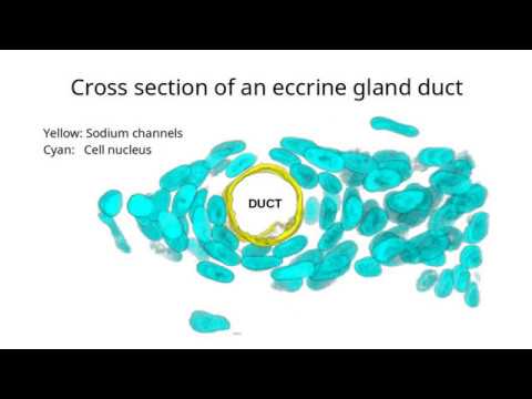 A three dimensional (3D) view of the human sweat gland duct covered ...