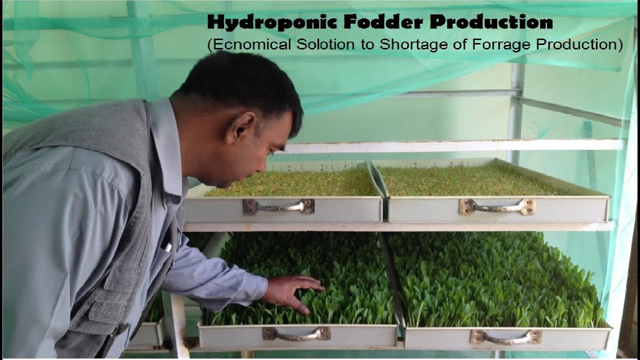 Hydroponic Fodder Production #hydroponic #animalscience # ...