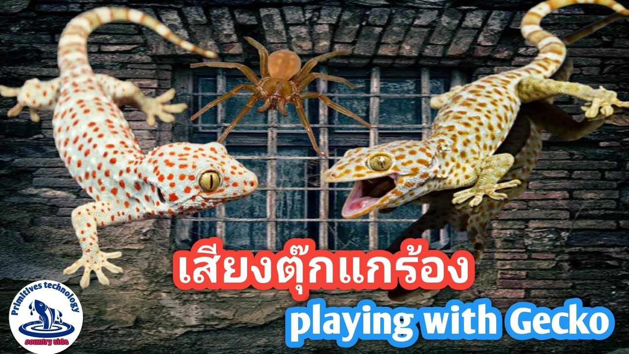 เสียงตุ๊กแกร้อง ไว้หลอกเด็กที่ดื้อ| Tokay Gecko Sound| Tuko Sound|เสียง ...
