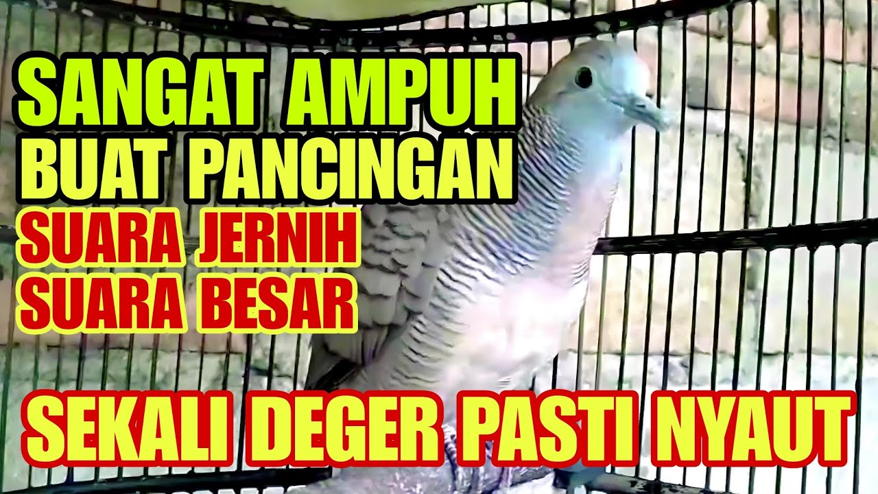 PERKUTUT LOKAL GACOR PLAY PASTI IKUT GACOR KUALITAS SUARA JERNIH - YouTube