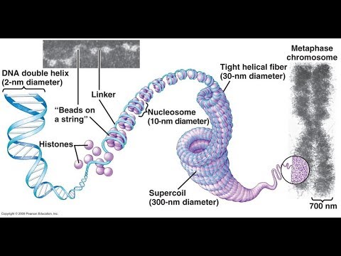 DNA supercoiling lecture live - YouTube