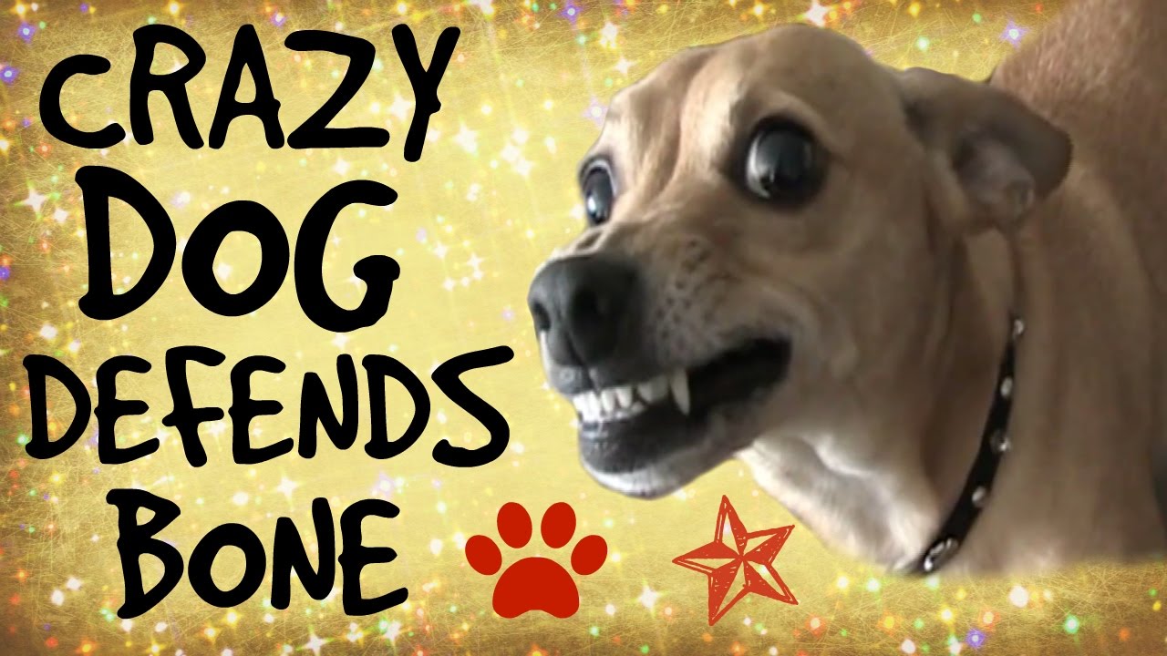 Crazy Dog Defends Bone - YouTube