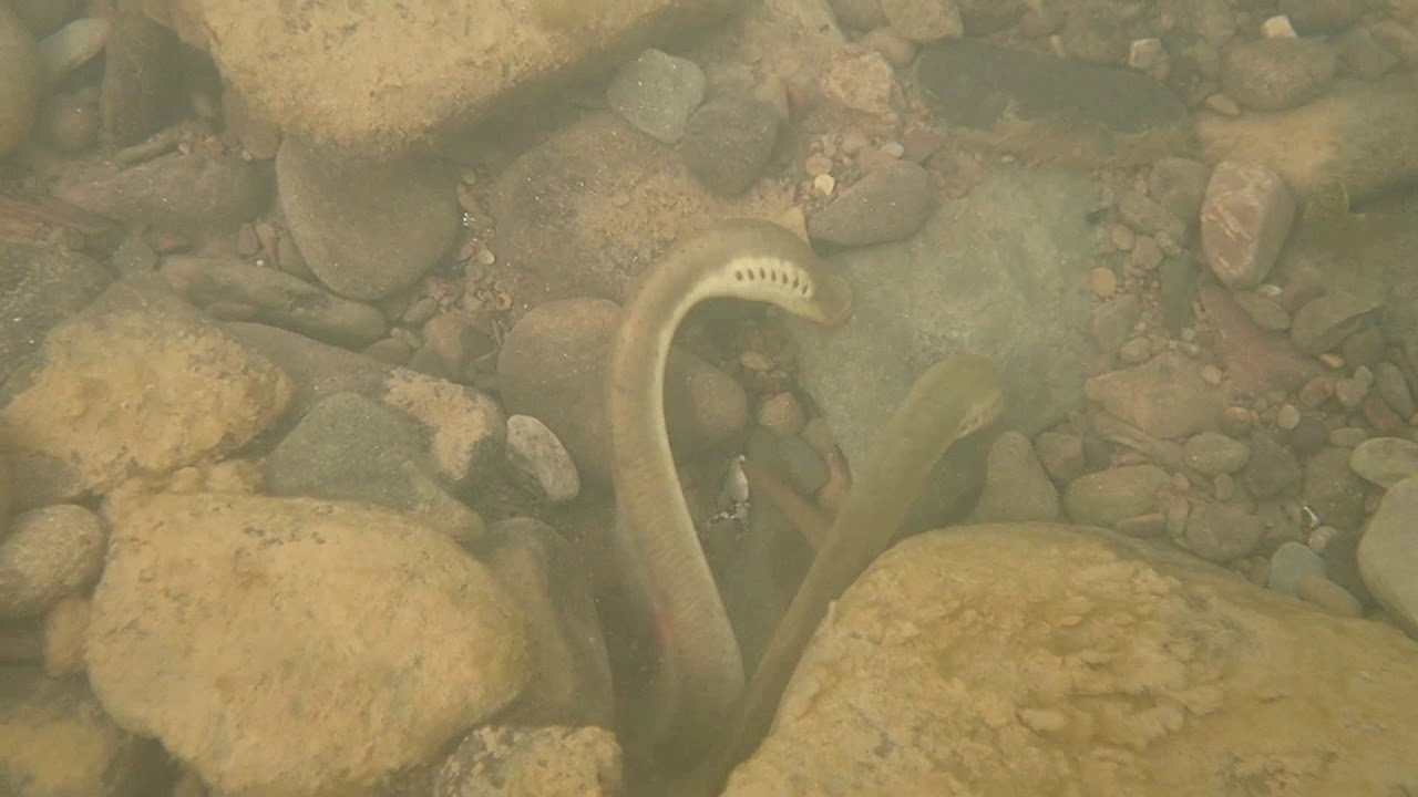 Ohio Lamprey spawning - YouTube