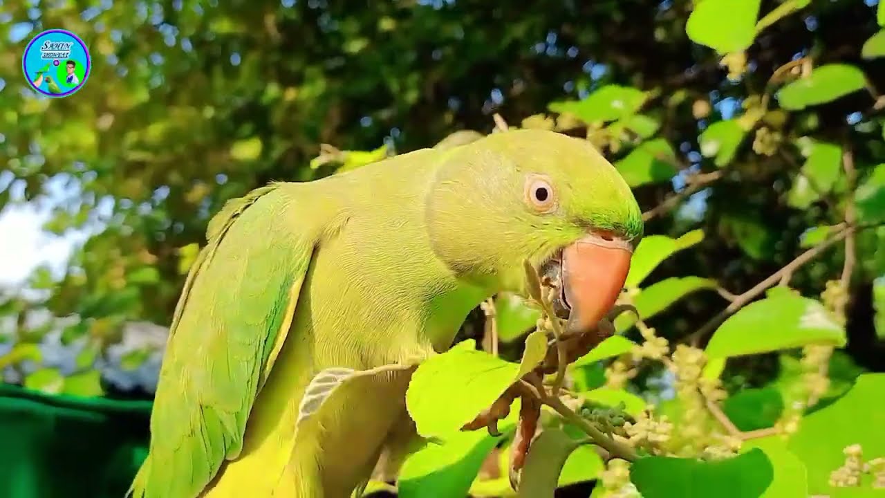 Parrot vedio Tiya pakhi {Sahin showkat} - YouTube