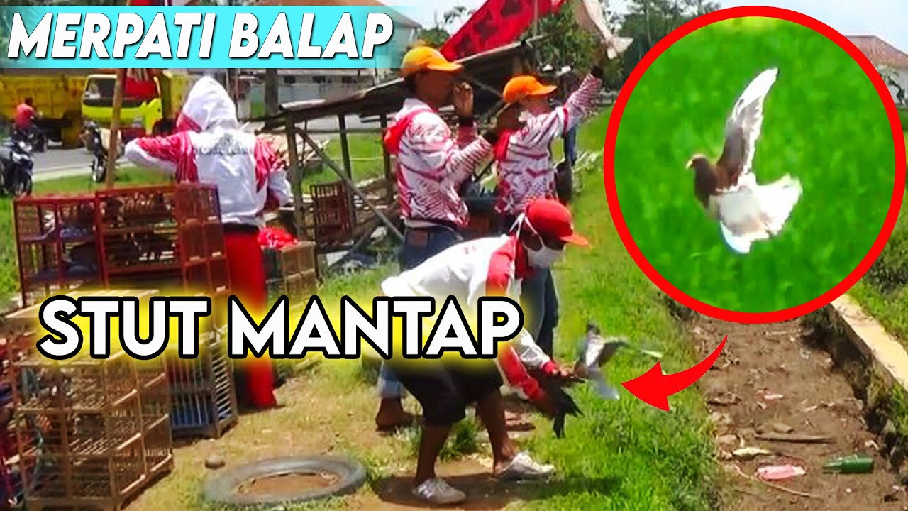 merpati balap sprint, merpati balap, melatih merpati balap sprint ...
