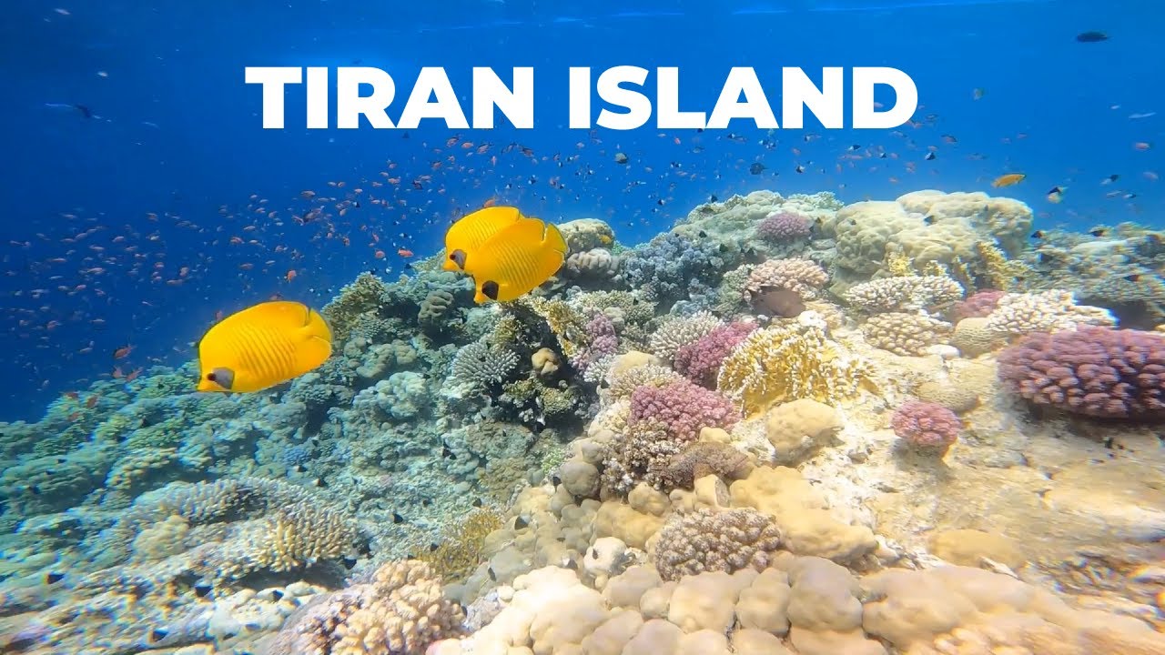 Scuba diving with Reef Oasis Dive Club, Tiran island - YouTube