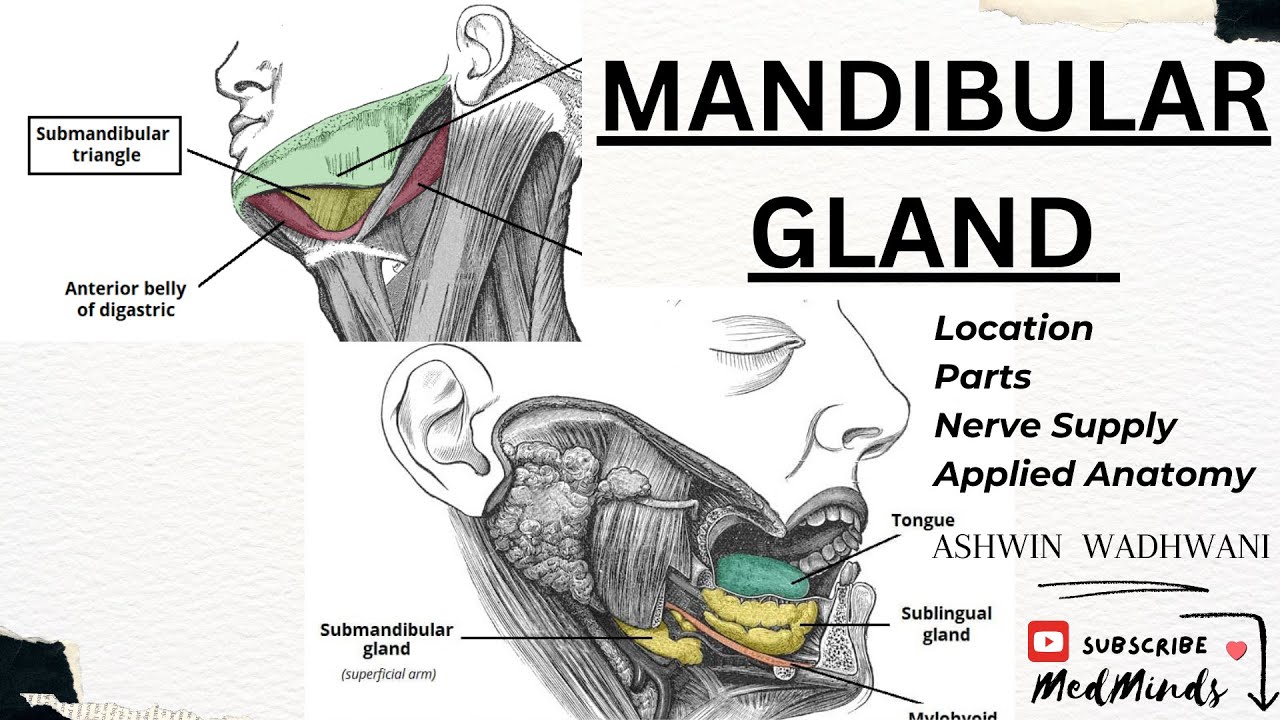 Mandibular Gland Location Divisions Nerve supply and Applied Anatomy ...