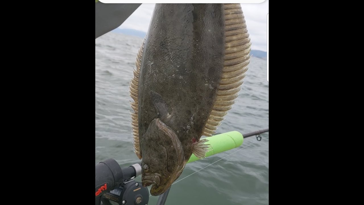 Rare Double-sided Mutant Fish!? - YouTube