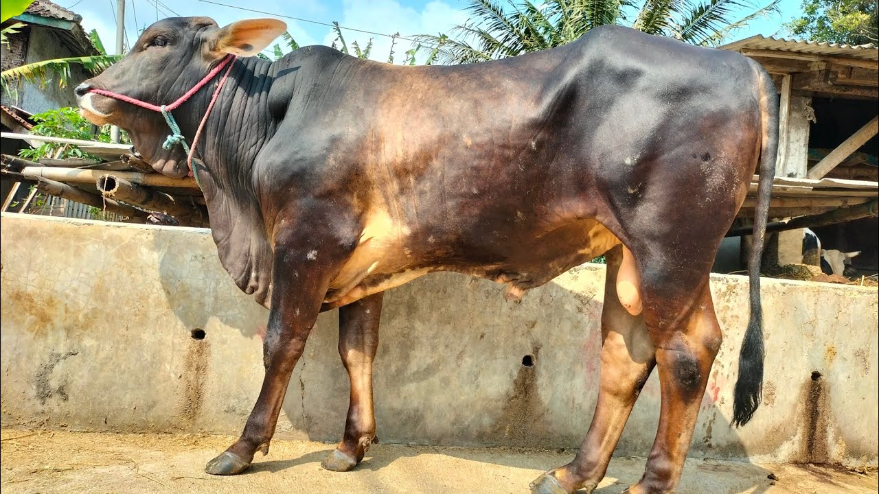 sapi qurban sapi jumbo dah ramai tuk beli sapi di Kandang sapi H Ayi kp ...