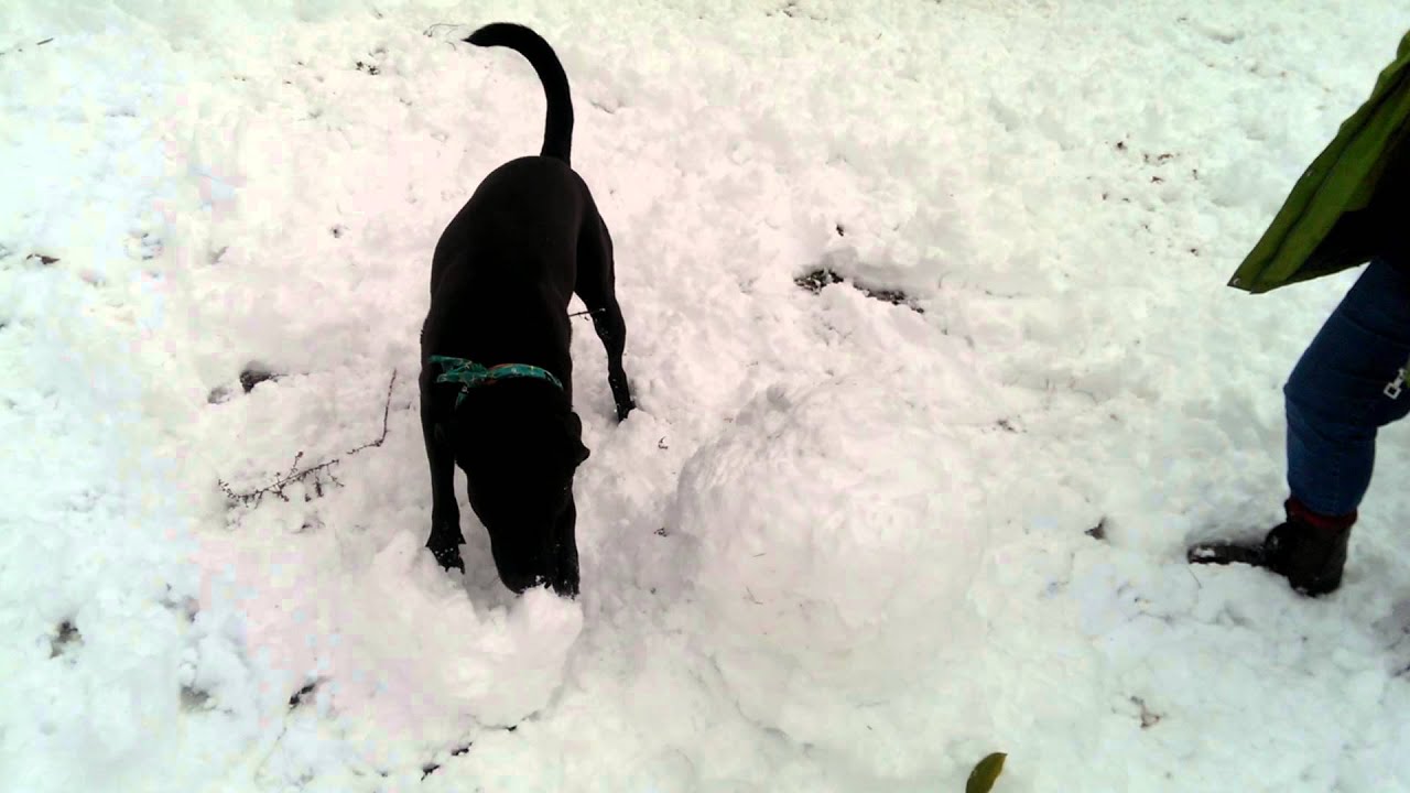 Mollie destroys snowman - YouTube