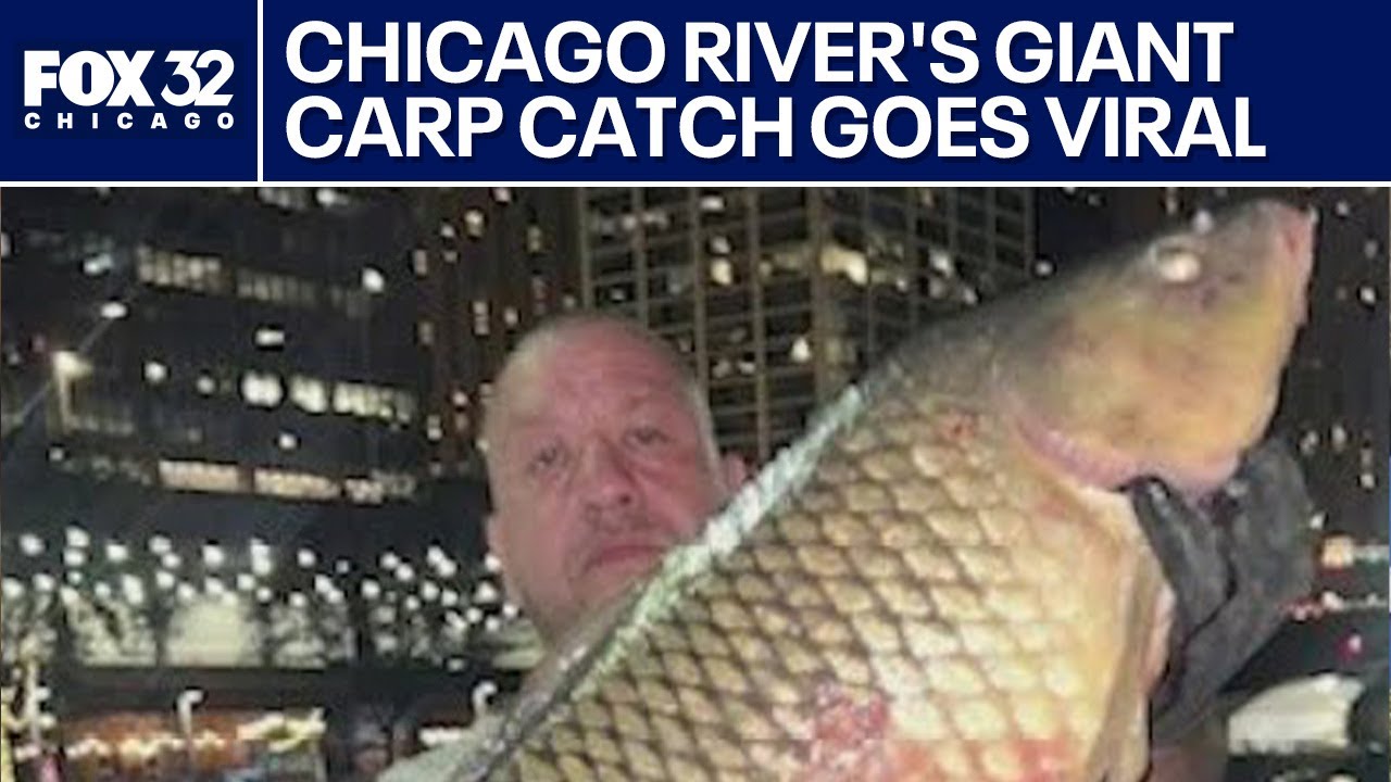Chicago River carp catch: 35-40 pound fish goes viral | ChicagoNOW ...