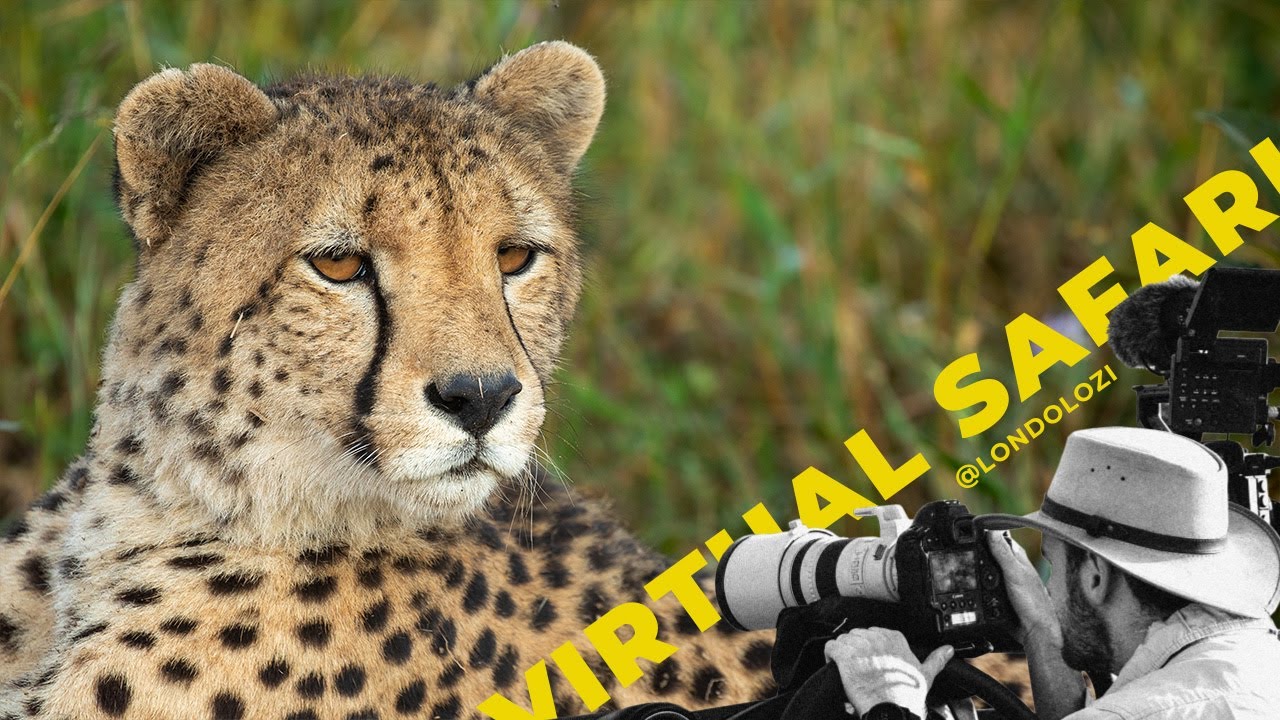 Virtual Safari: Ultimate Game Drive Highlights #96- Londolozi TV - YouTube