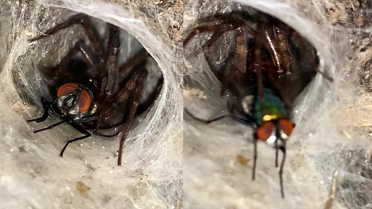 Spider Hunting Fly With Its Lair || WooGlobe - YouTube
